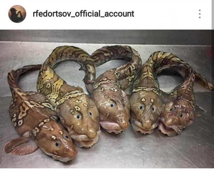 Biota Laut Aneh Postingan Nelayan Rusia Mirip Fotografer National ...
