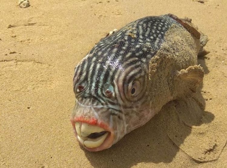 Biota Aneh dari Laut Dalam Rusia - Dari Laut