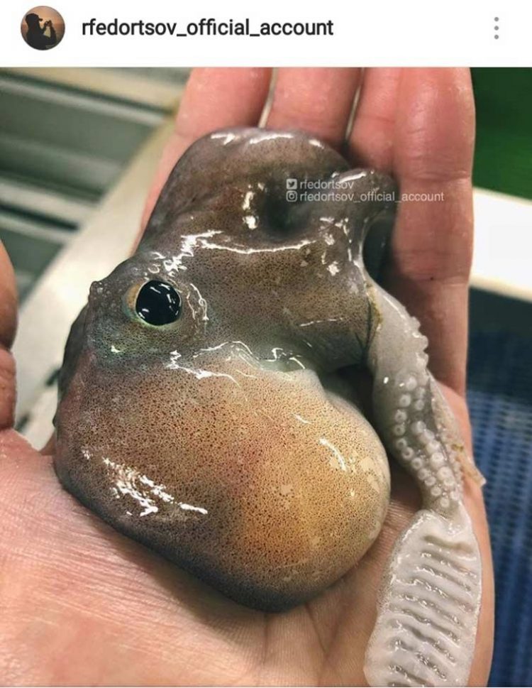 Biota Aneh dari Laut Dalam Rusia - Dari Laut