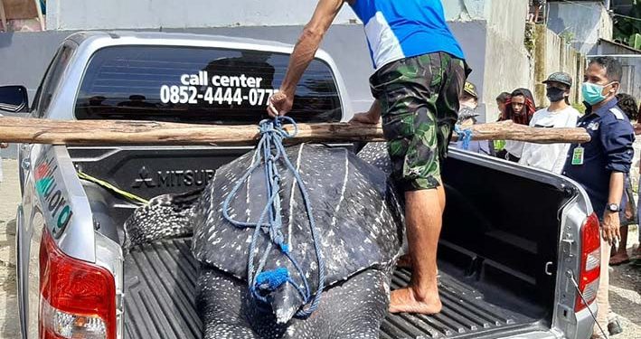 Penyu Raksasa Ditemukan Mati Terdampar di Pantai Negeri Asilulu, Maluku ...