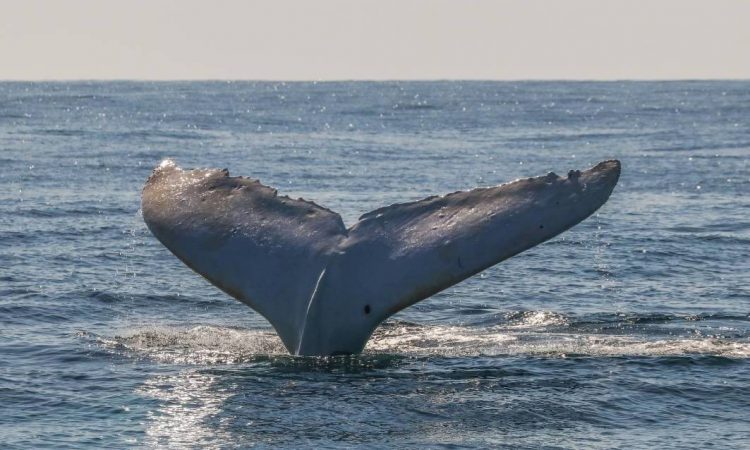 Migaloo, Paus Bungkuk Putih Spektakuler - Dari Laut