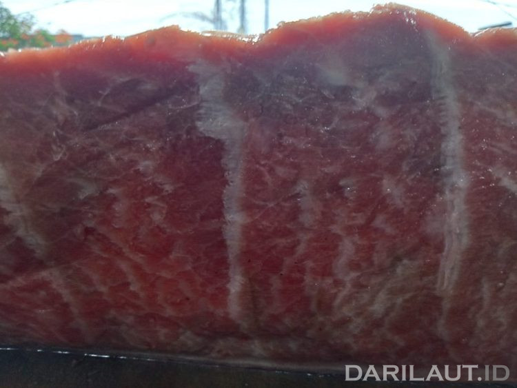 Ikan Termahal di Dunia Tuna Sirip Biru Dijual Lokal di Gorontalo - Dari ...